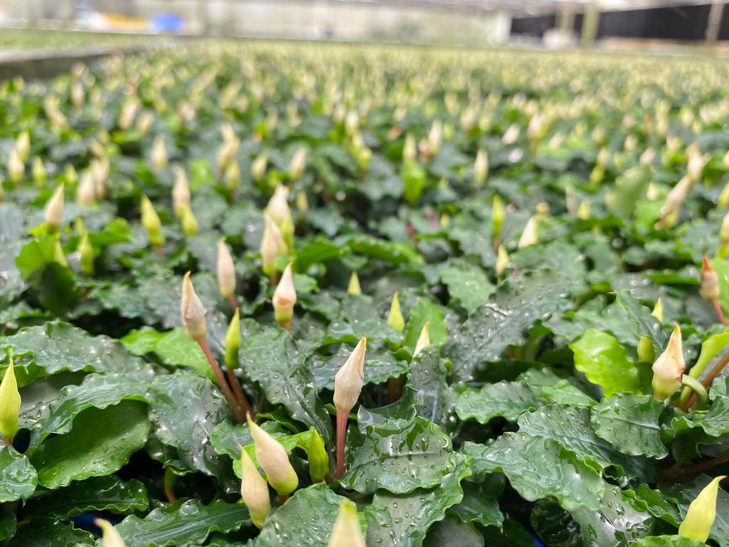 BUCEPHALANDRA