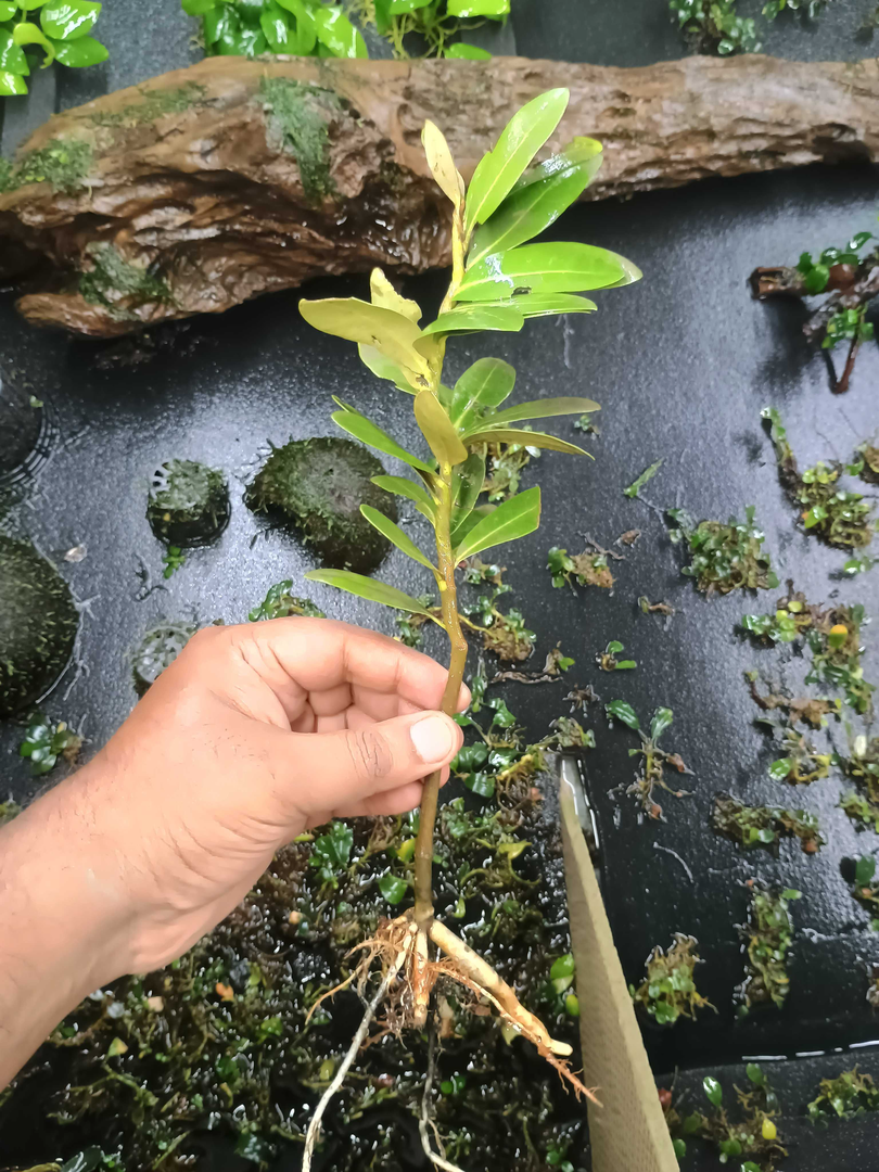MF Aquatic Plants